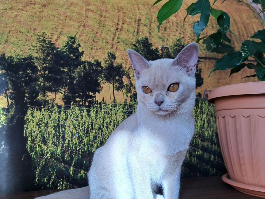 Бурманская лиловая кошечка