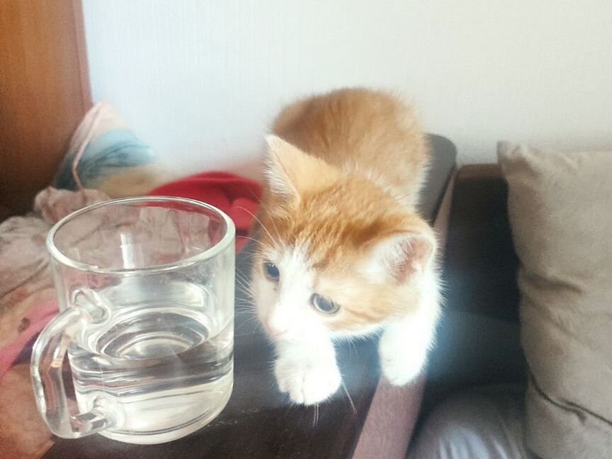 Котик в дар