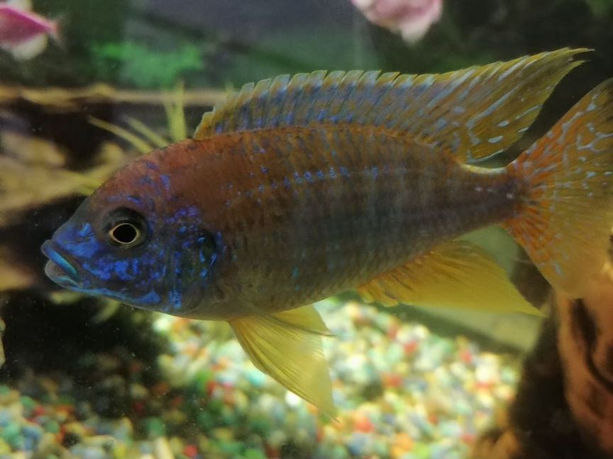 Аулонокара ред