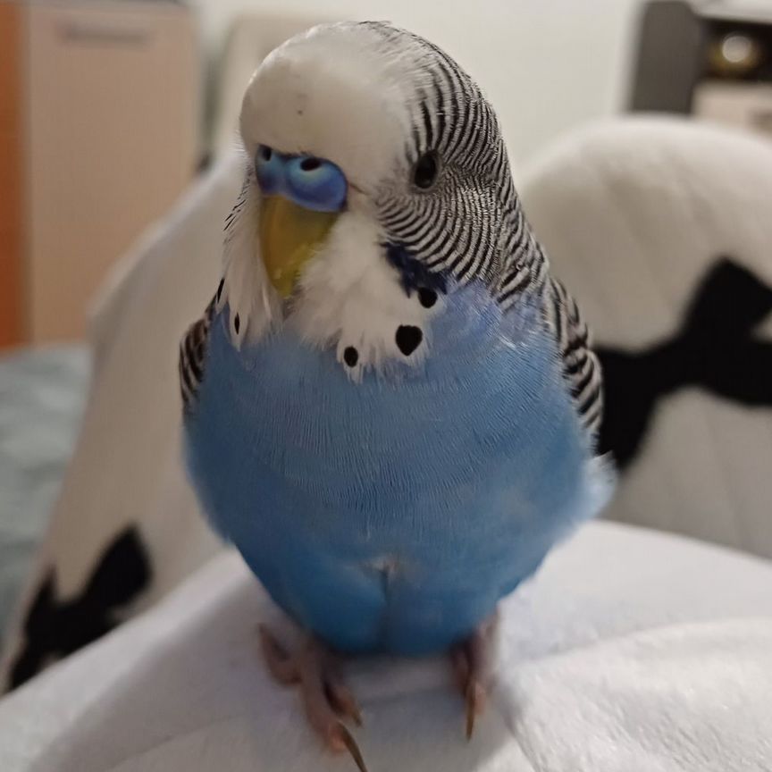 Попугай ручной с клеткой