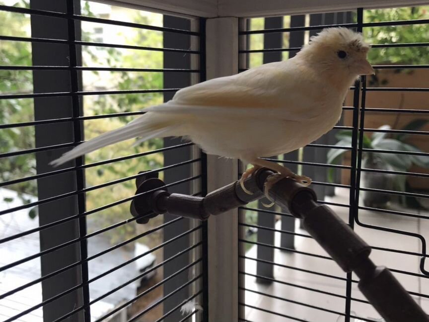 Хохлатая канарейка