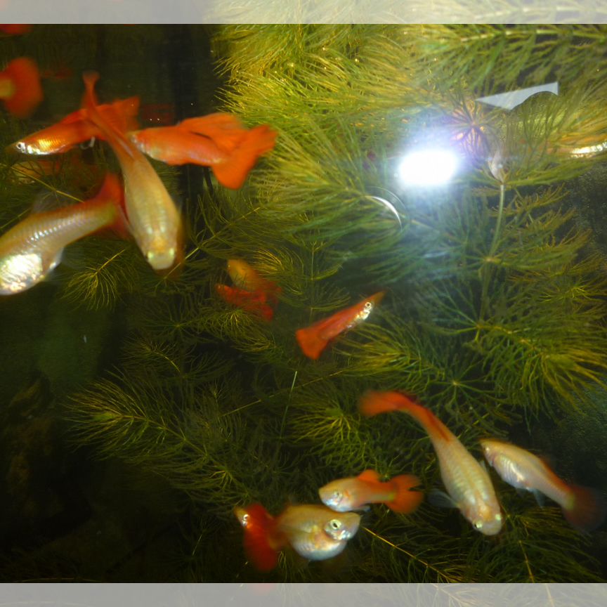 Гуппи Московская алая