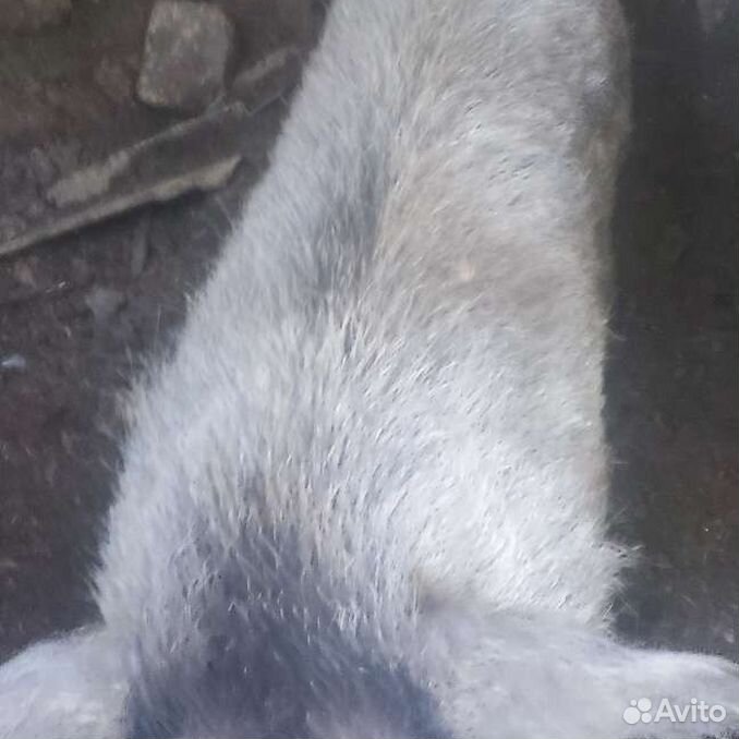 Вьетнамский хряк