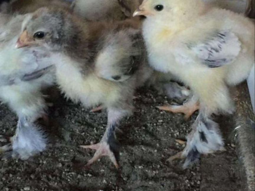 Цыплята Брама, папа и мама Колумбийские брамы