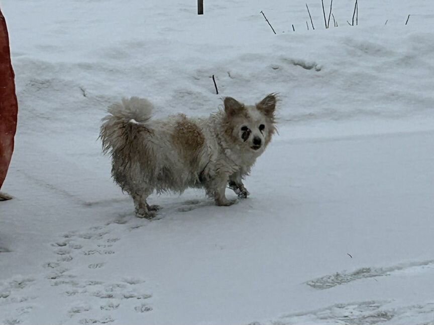 Маленькая собака
