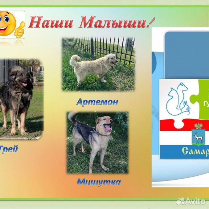 Наши малыши очень хотят быть домашними