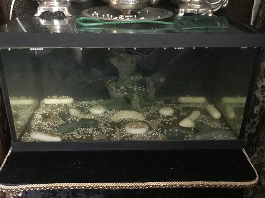 Оборудование для рыбок гарра руфа