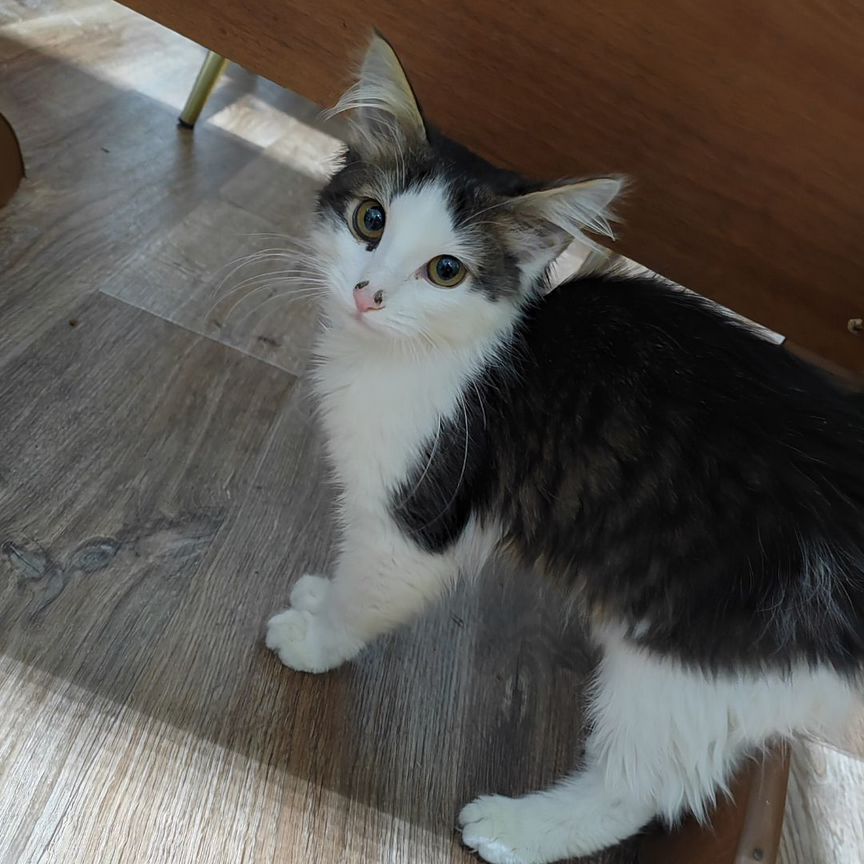 Кот в добрые руки