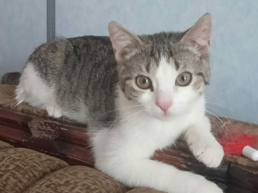 Котëнок Маруся в добрые руки