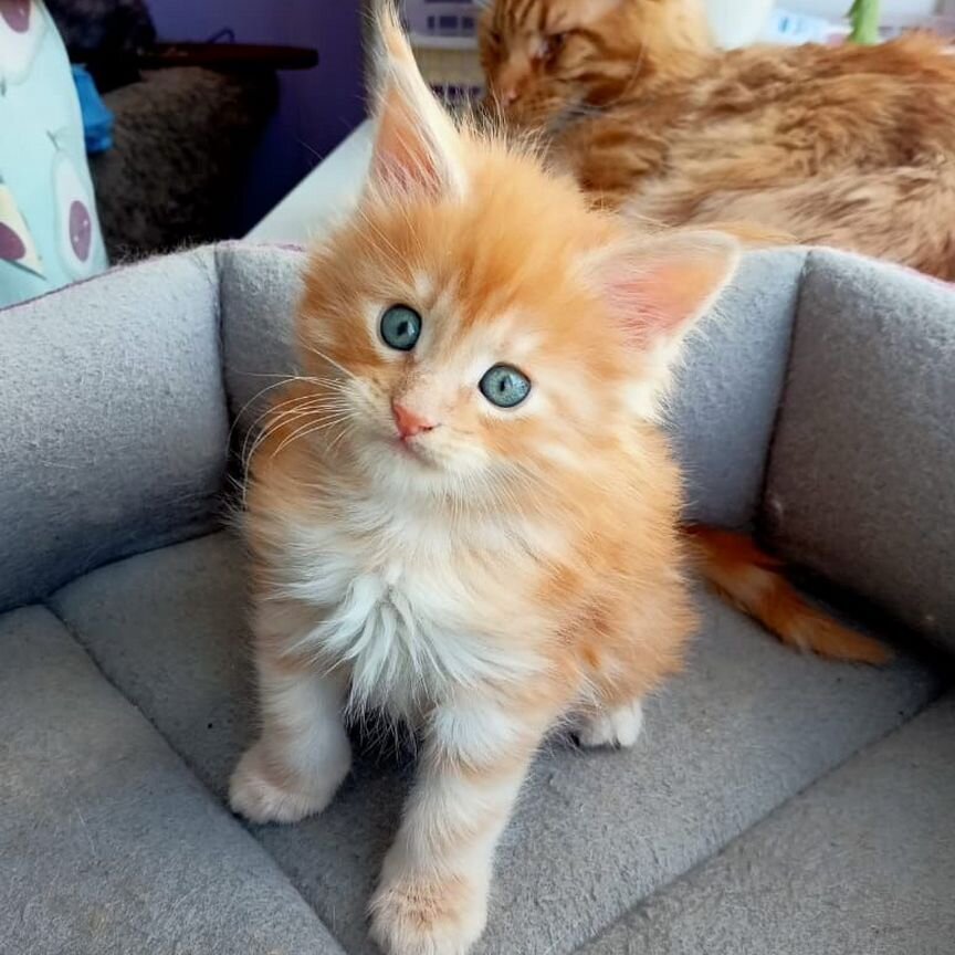 Мейн-кун котёнок