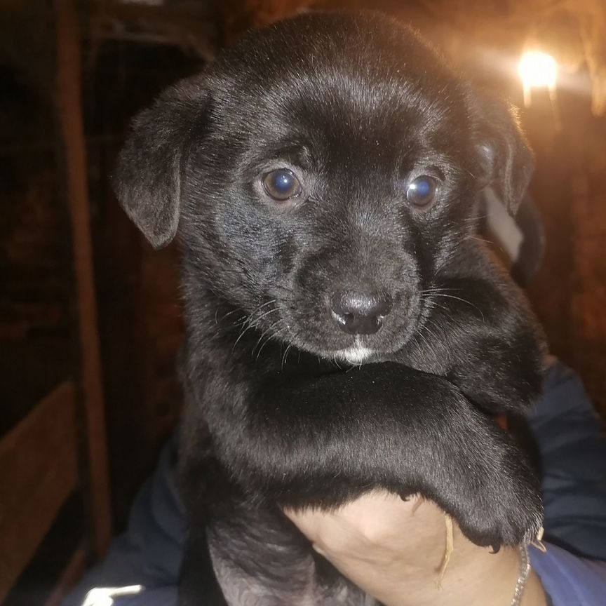 Щенок в добрые руки