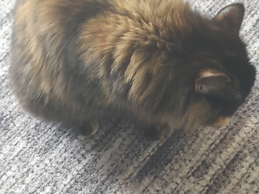 Отдам в добрые руки