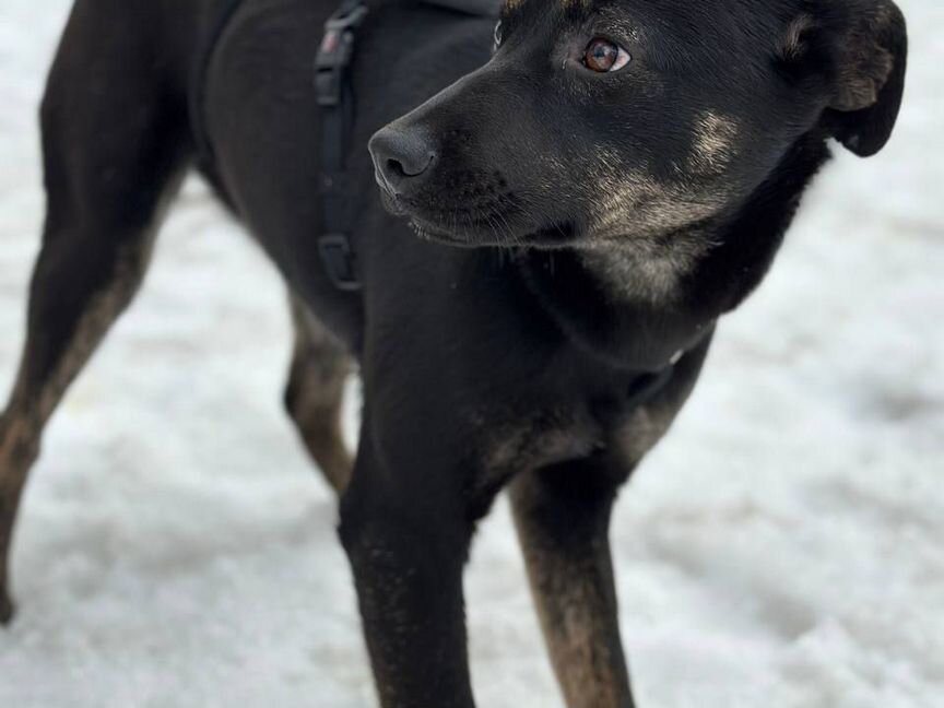 Маленькая собака оказалась в приюте