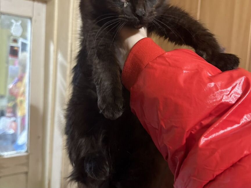 Подрощенный котик