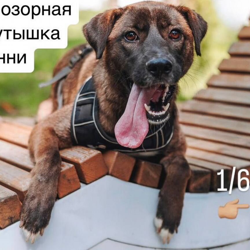 Бельгийская овчарка, взрослая собака