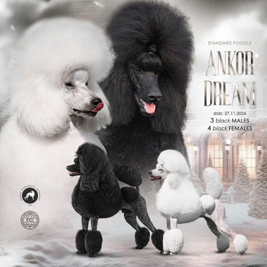 Щенки большого пуделя