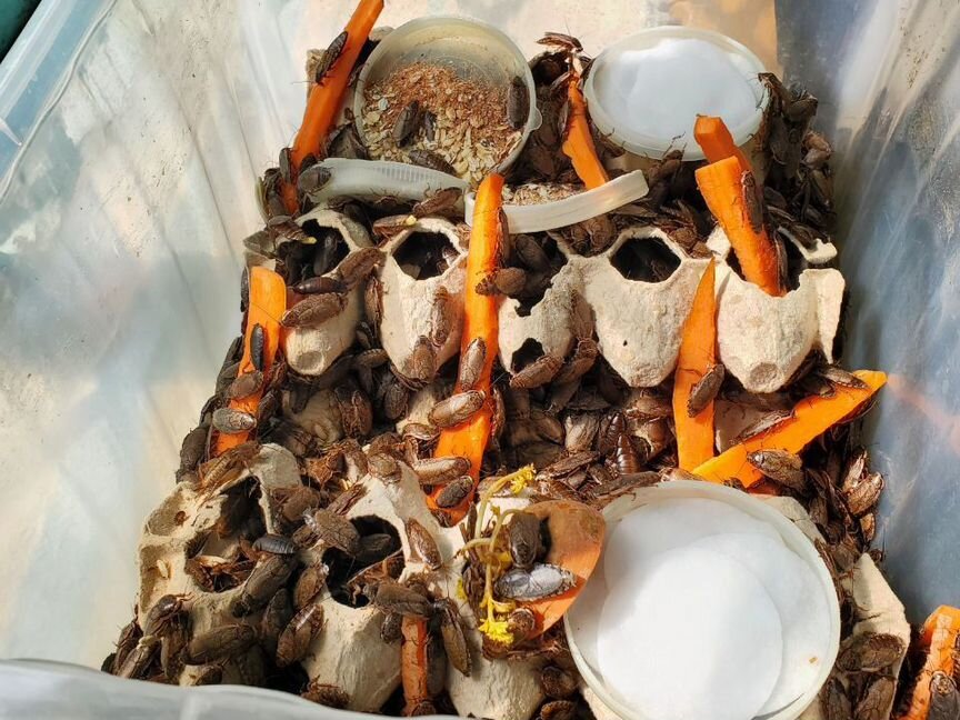 Мраморные тараканы