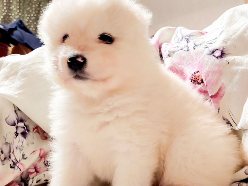 Самоедская лайка щенки