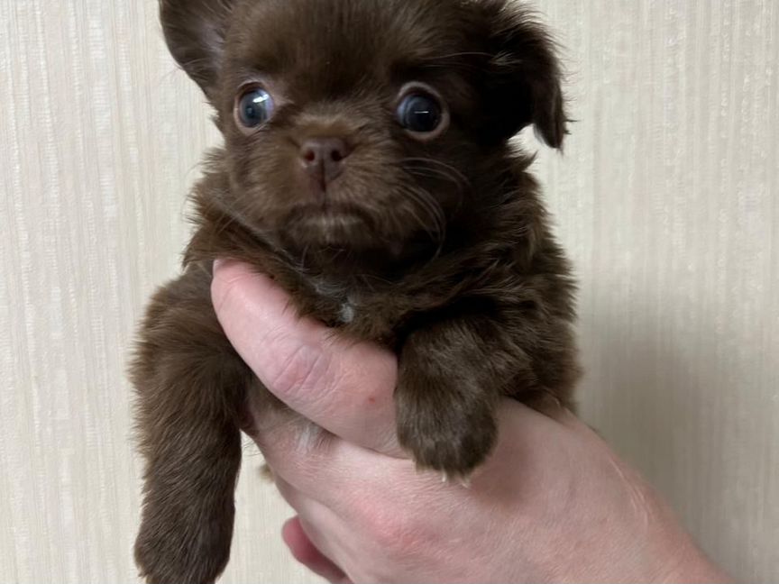 Щенки чихуахуа длинношерстные мини