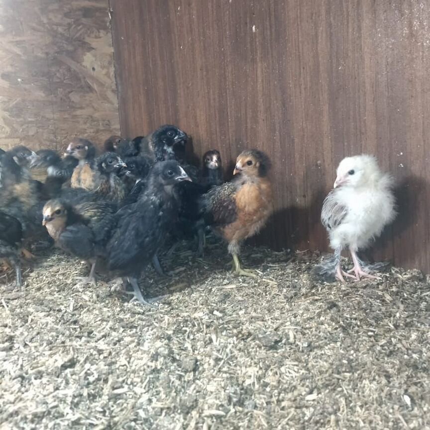 Цыплята несушки