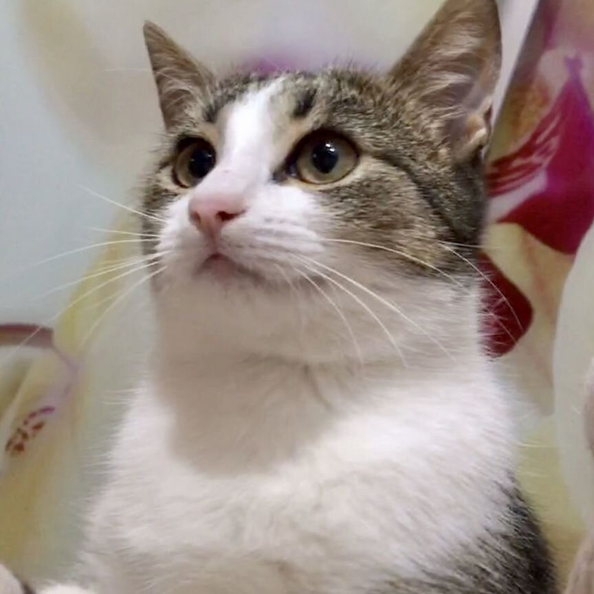 Кошечке нужен дом