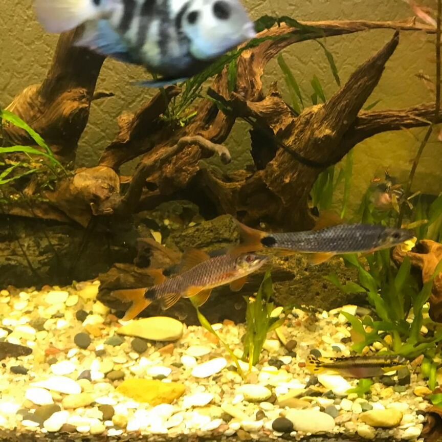 Весёлые разноцветные бородоеды 5-6 см 6 штук