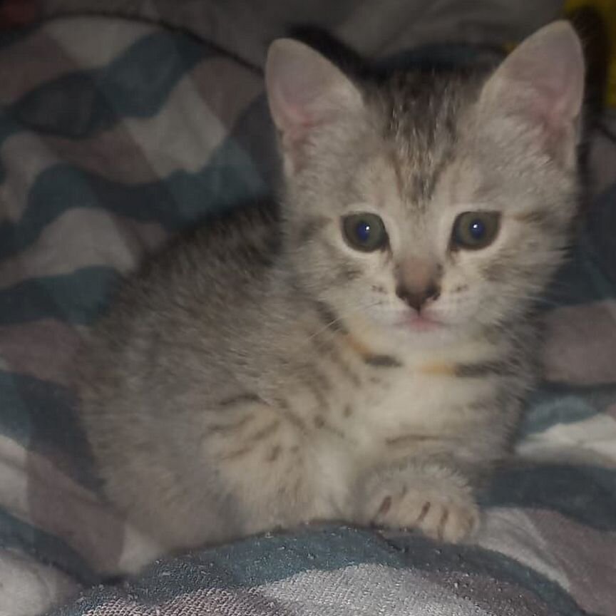 Котенок девочка в добрые руки