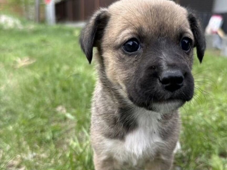 Собака девочка, 1 месяц