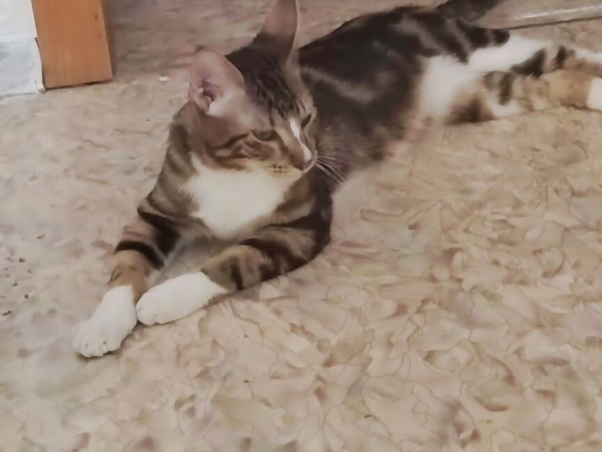 Кот Мейн кун 7 месяцев