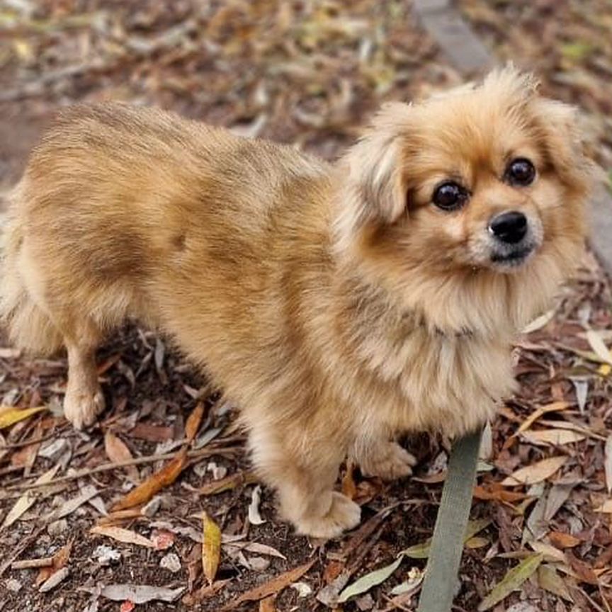 Взрослая собака в добрые руки