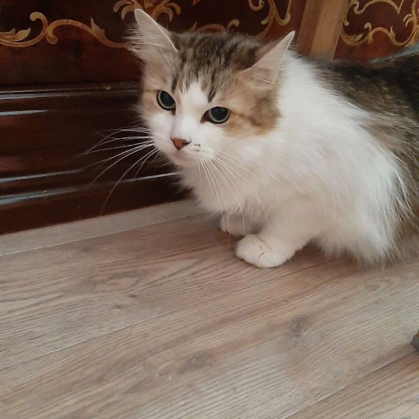 Кошечка в добрые руки