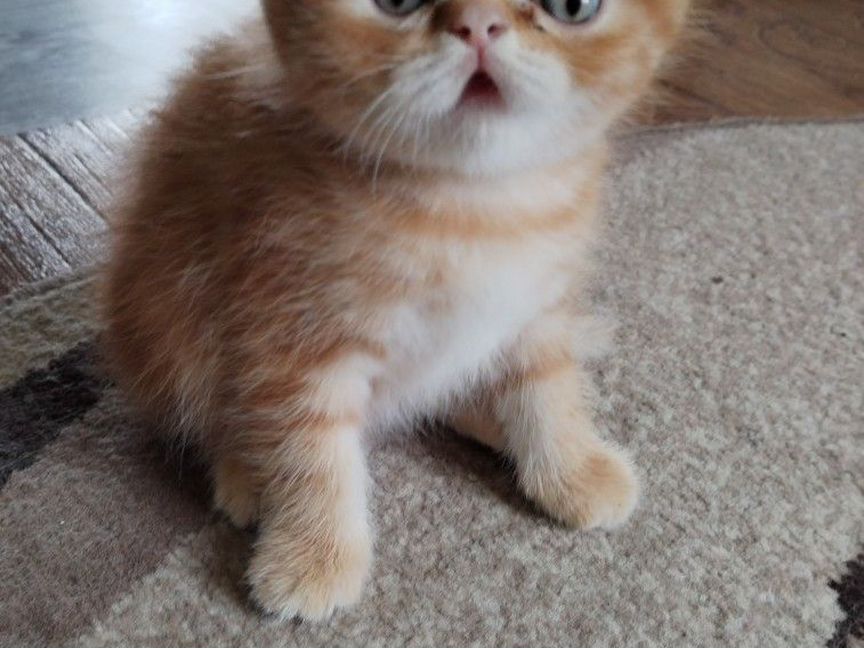 Экзотический котенок мальчик