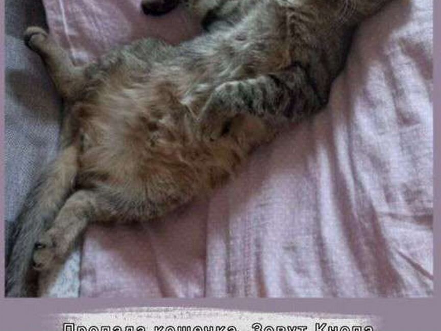 Потерялась кошка