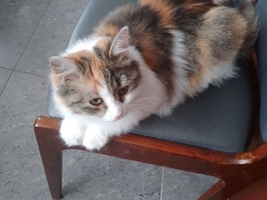 Кошка в дар бесплатно