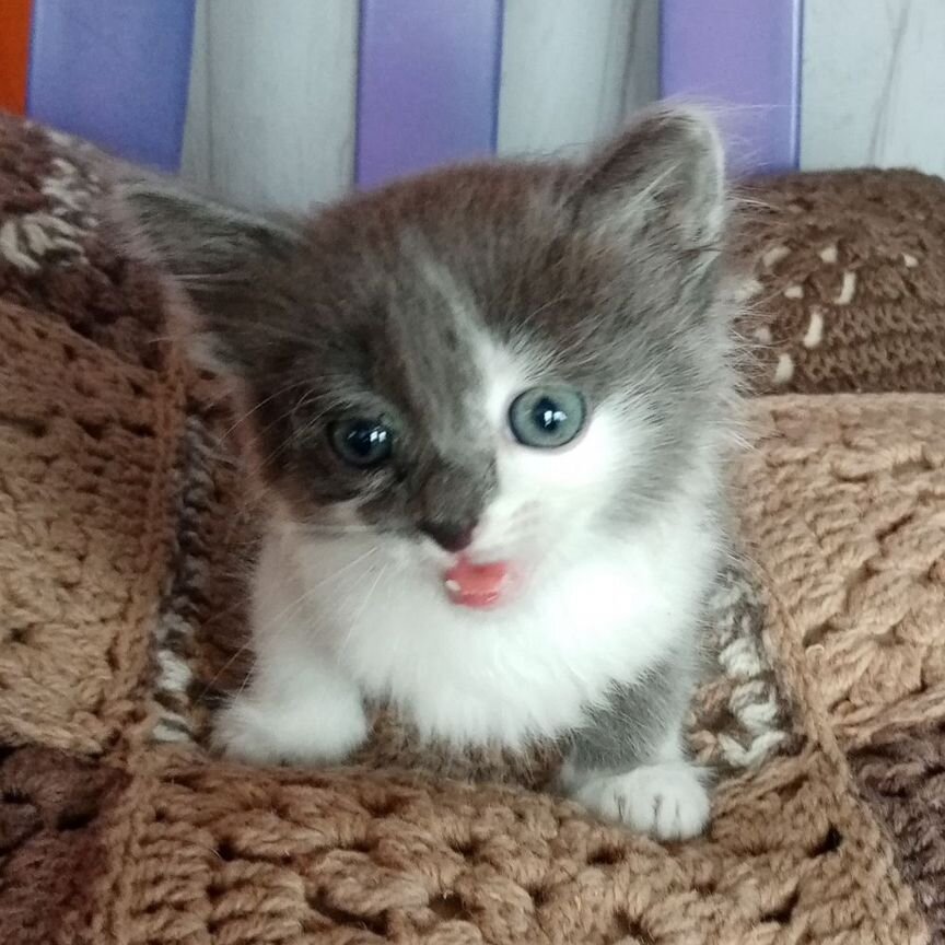 Котята в добрые руки бесплатно