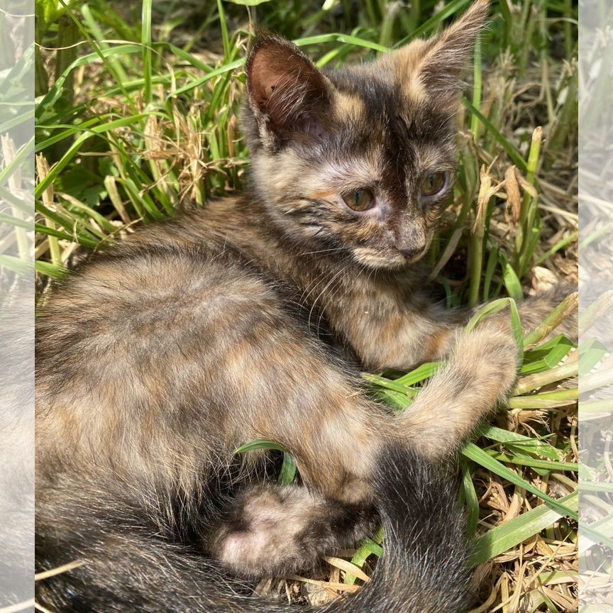 Котята в добрые руки бесплатно девочки