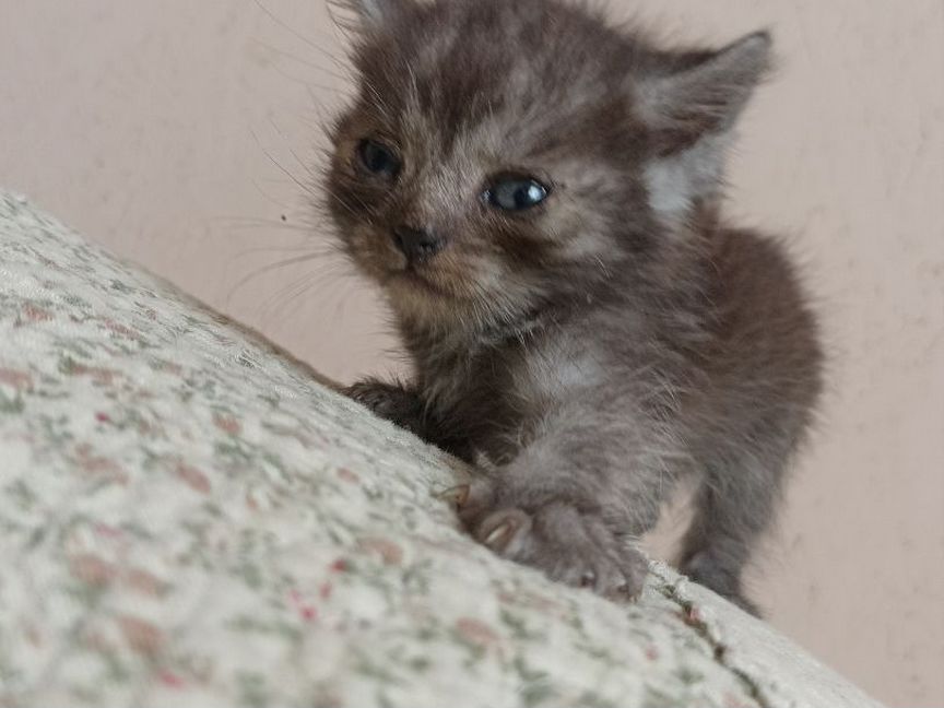 Котенок