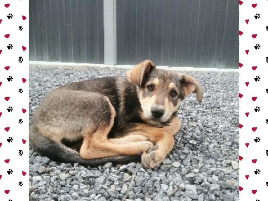 Щенок в добрые руки