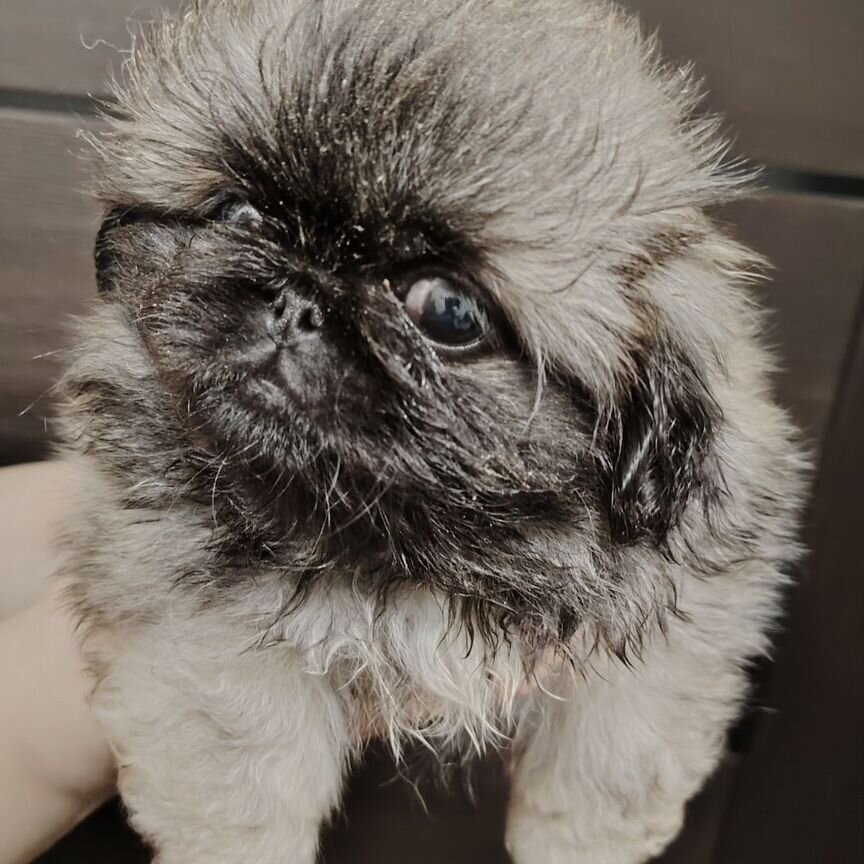 Щенки пекинеса