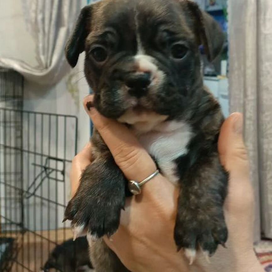 Французский бульдог, щенок