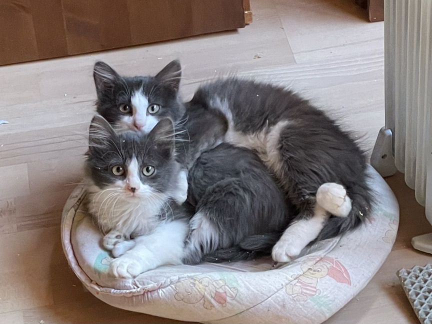Котята неразлучные друзья