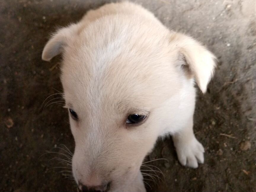 Щенки бесплатно