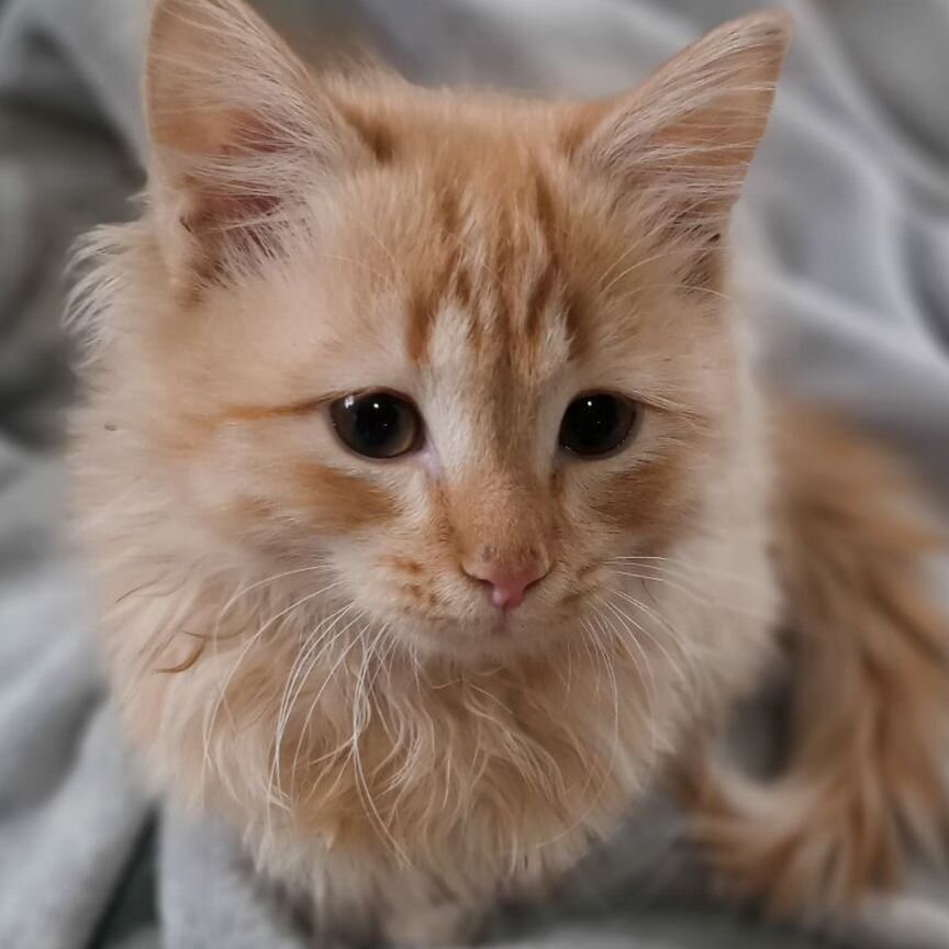 Взрослая, кошка в добрые руки