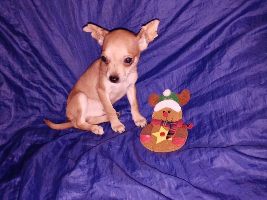 Щенки чихуахуа