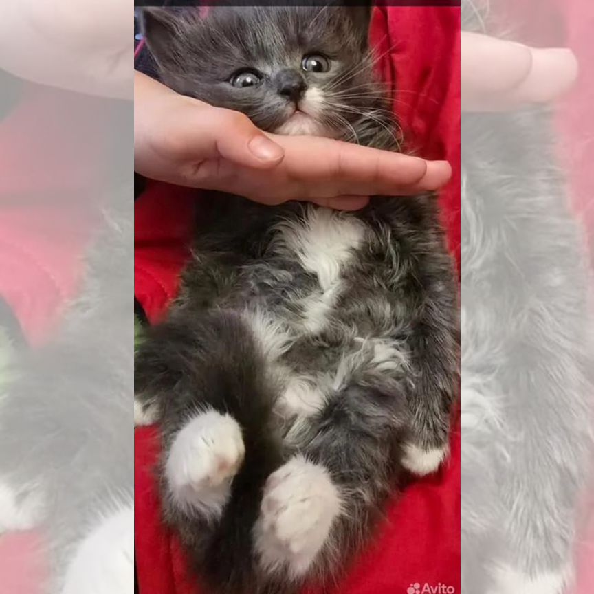 Мейн-кун котёнок