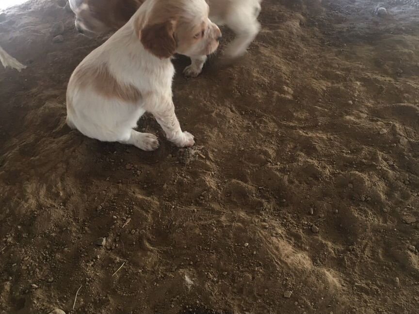 Бретонский эпаньоль щенки