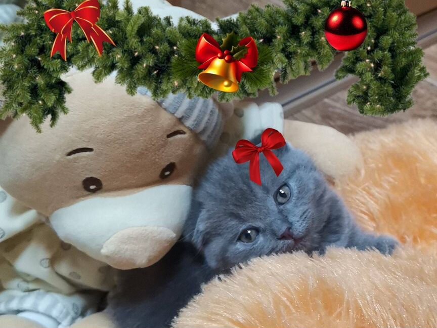 Шотландские плюшевые котята