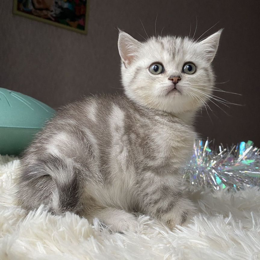 Шотландская