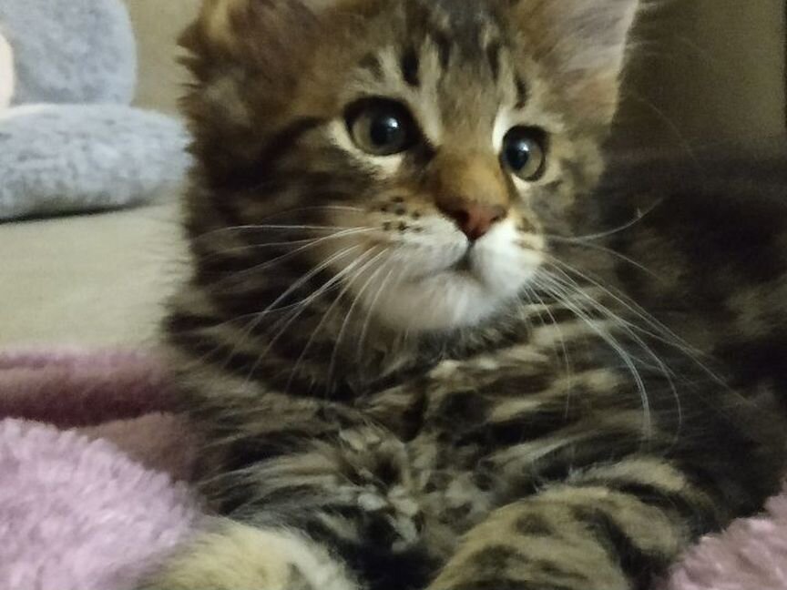 Котята мейн-кун