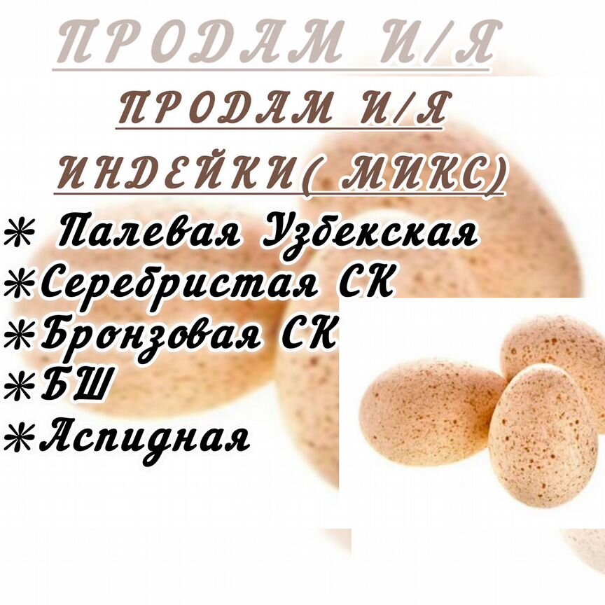 Инкубационное яйцо индейки